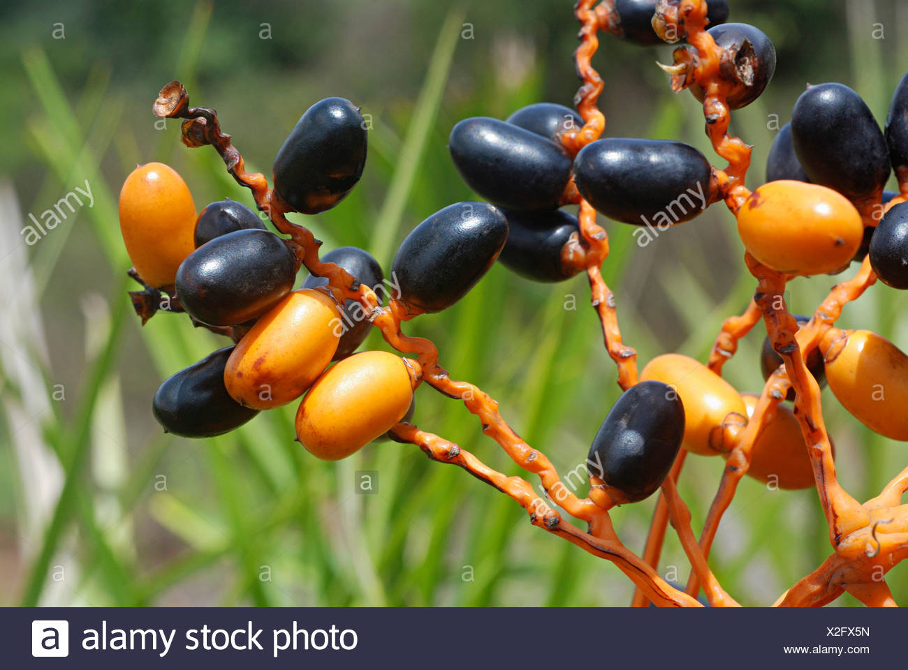Wild Date Palm Stock Photos & Wild Date Palm Stock Images - Alamy