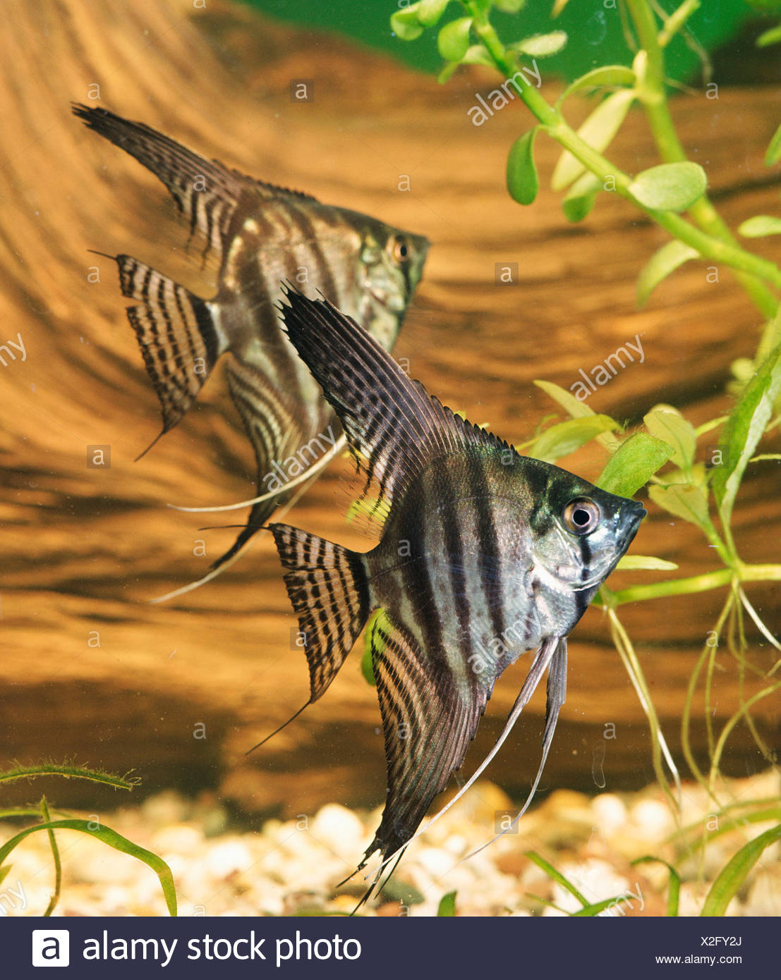 Freshwater Angelfish Longfin Angelfish High Resolution Stock ...