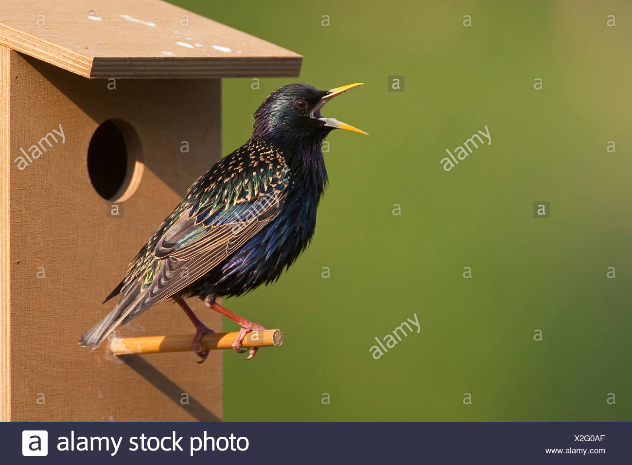 Starling Nest Stock Photos & Starling Nest Stock Images - Alamy