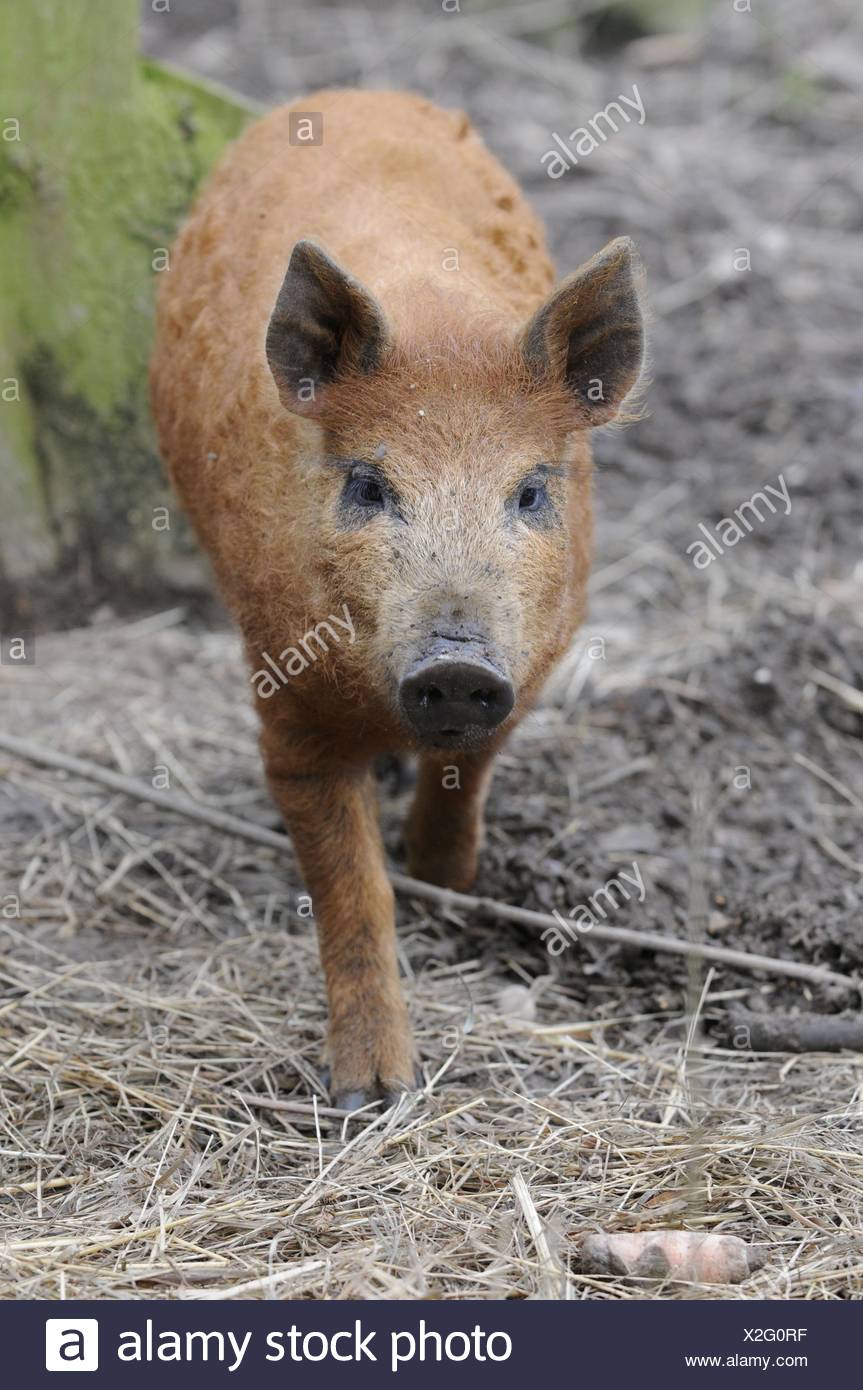 Curly Haired Pig High Resolution Stock Photography and Images - Alamy