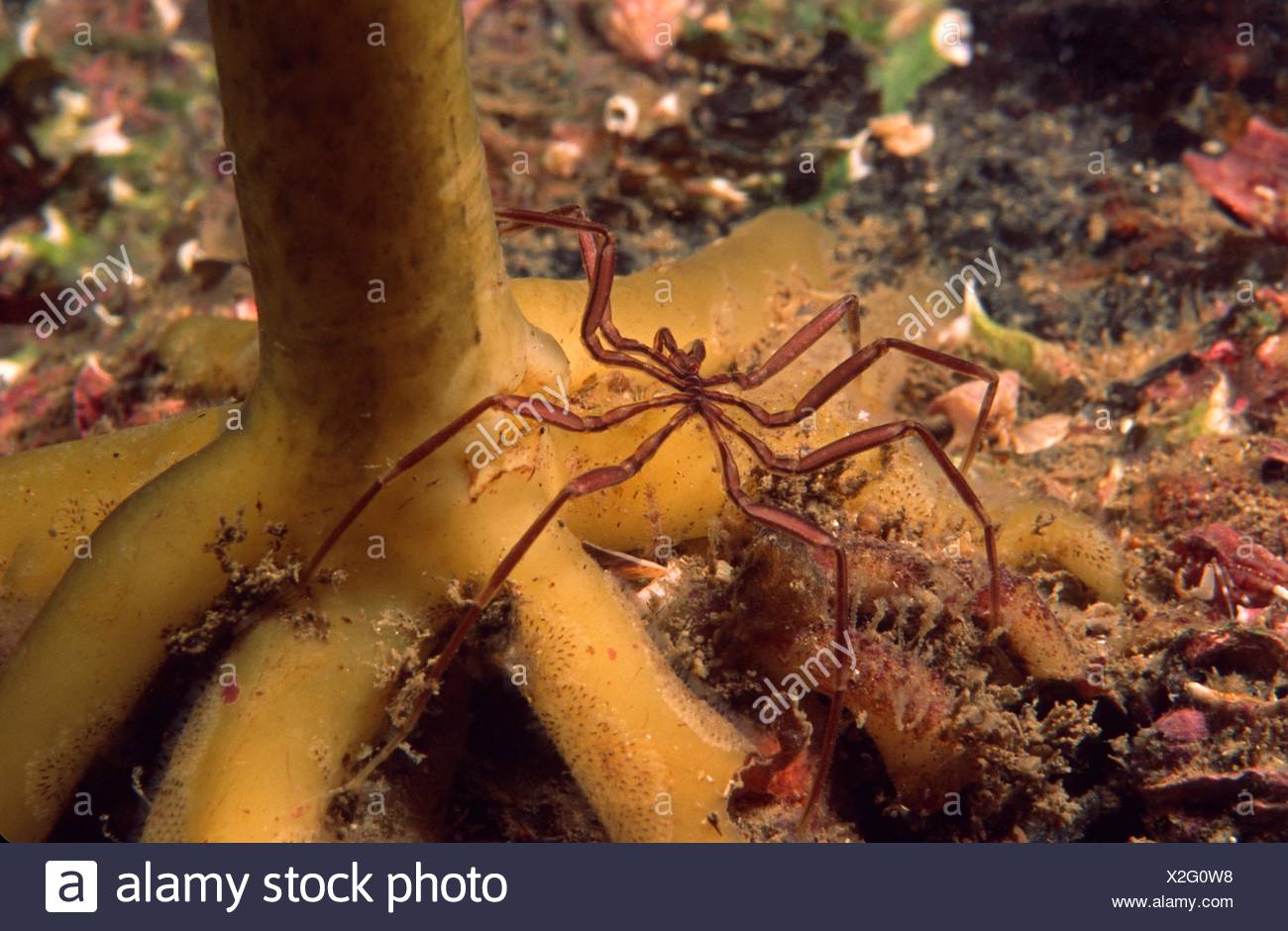 Pycnogonida High Resolution Stock Photography and Images - Alamy