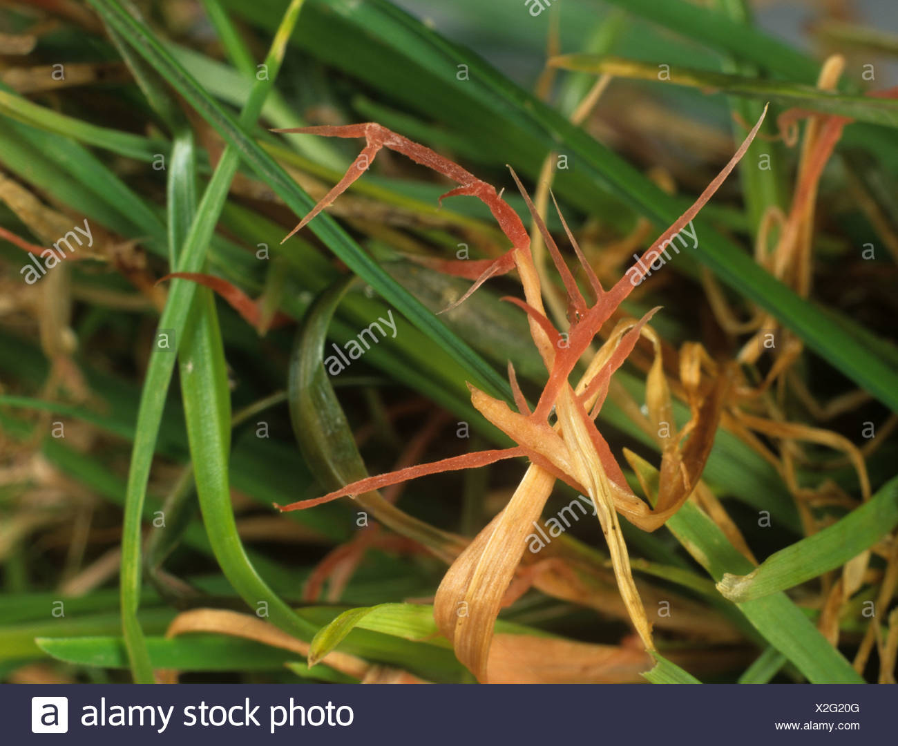 Grass Strands Stock Photos & Grass Strands Stock Images - Alamy