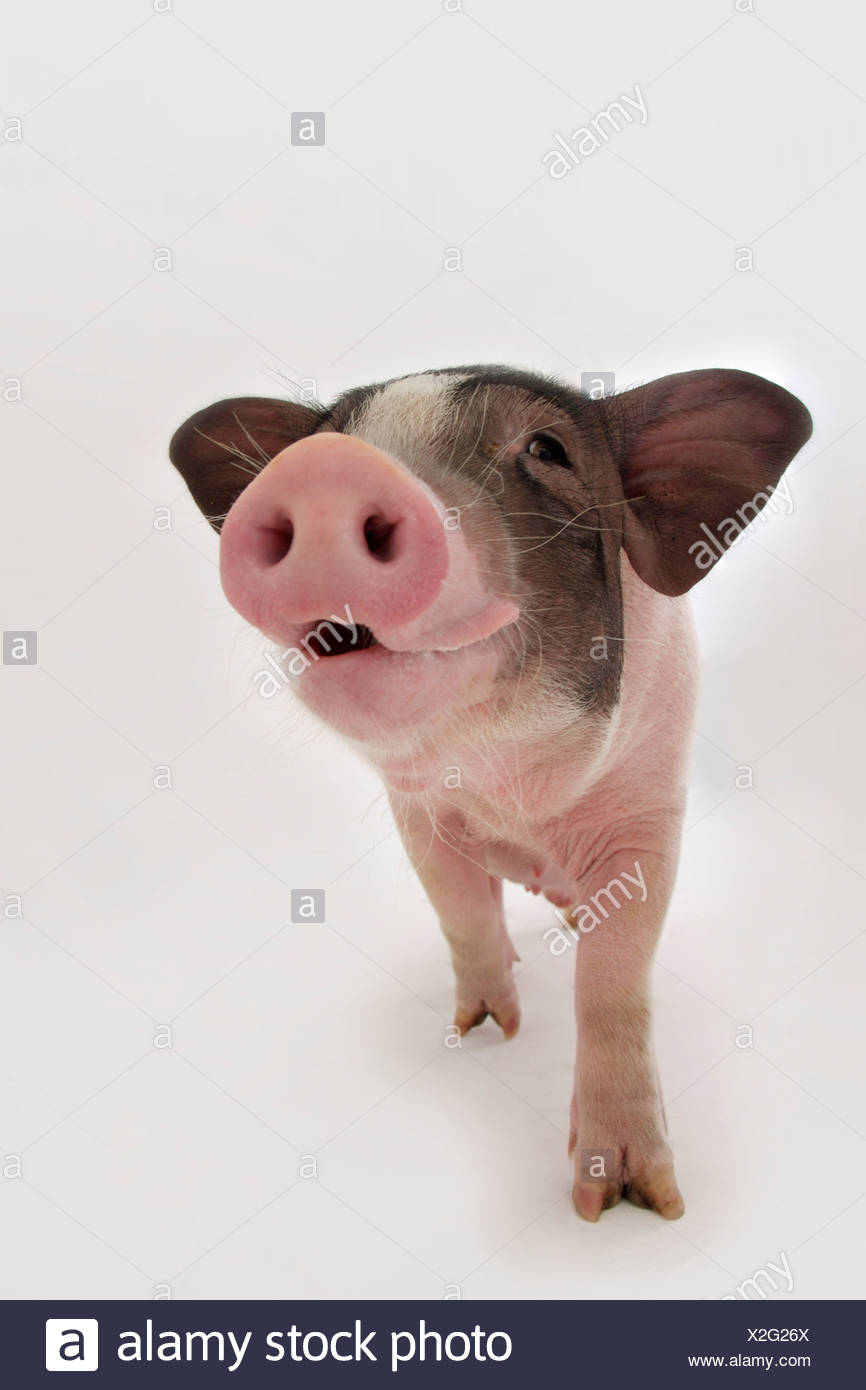 Pig Head Open Mouth High Resolution Stock Photography and Images - Alamy