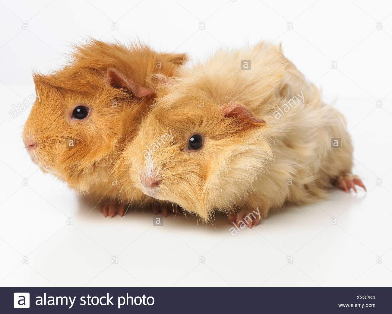 Abyssinian Guinea Pigs Stock Photos & Abyssinian Guinea Pigs Stock ...