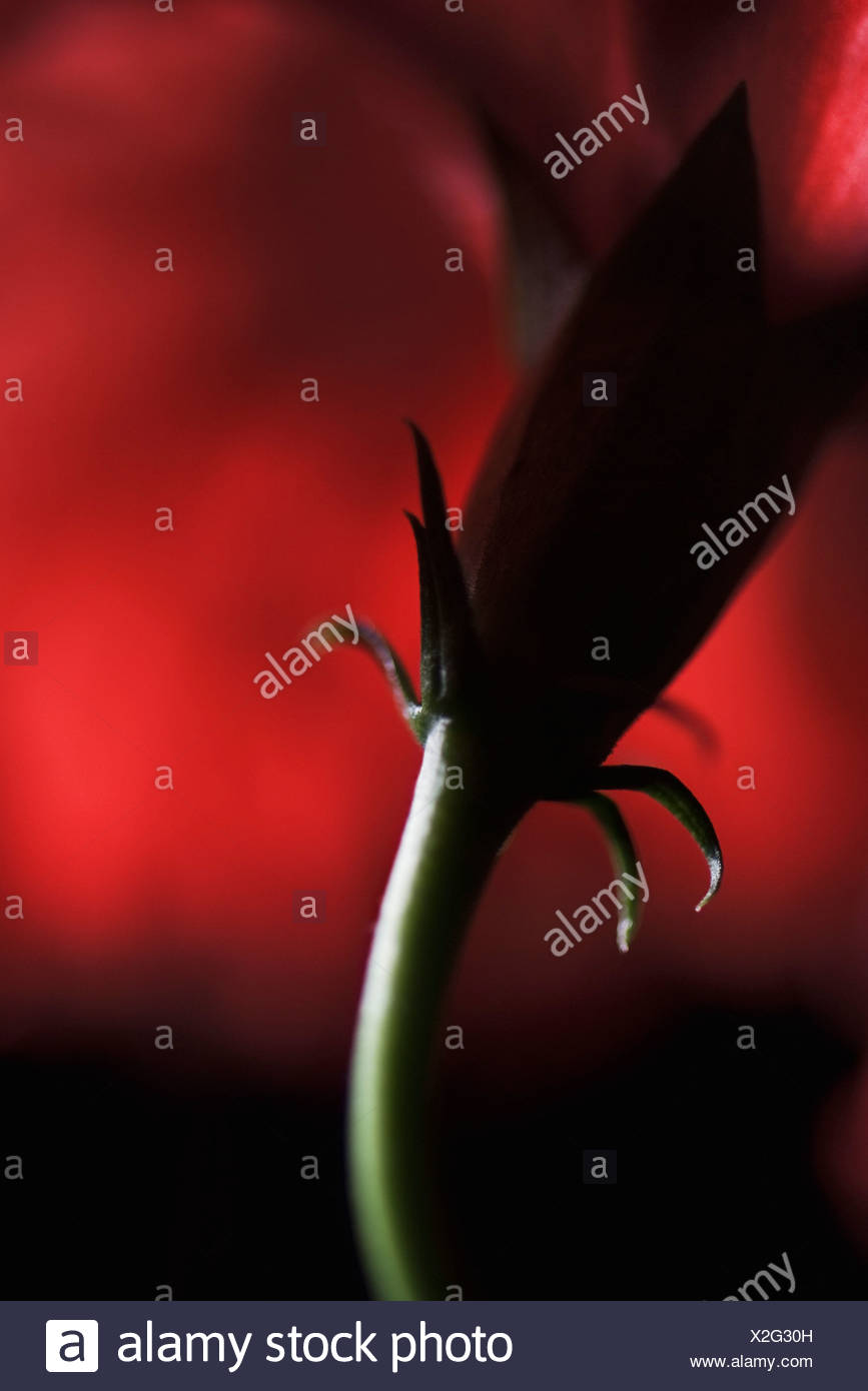 Sepal Stock Photos & Sepal Stock Images - Alamy