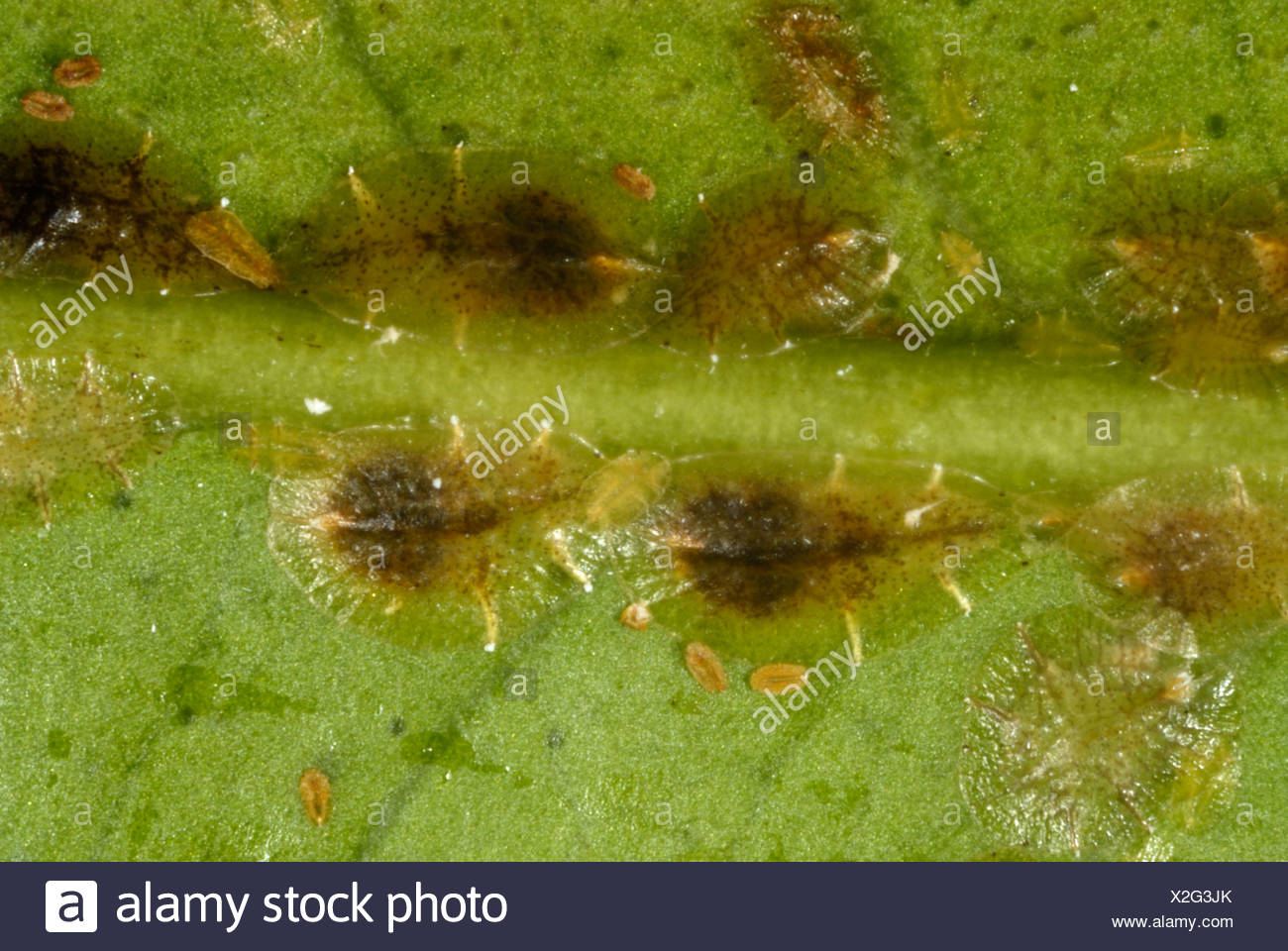 Soft Scale Insects Stock Photos & Soft Scale Insects Stock Images - Alamy