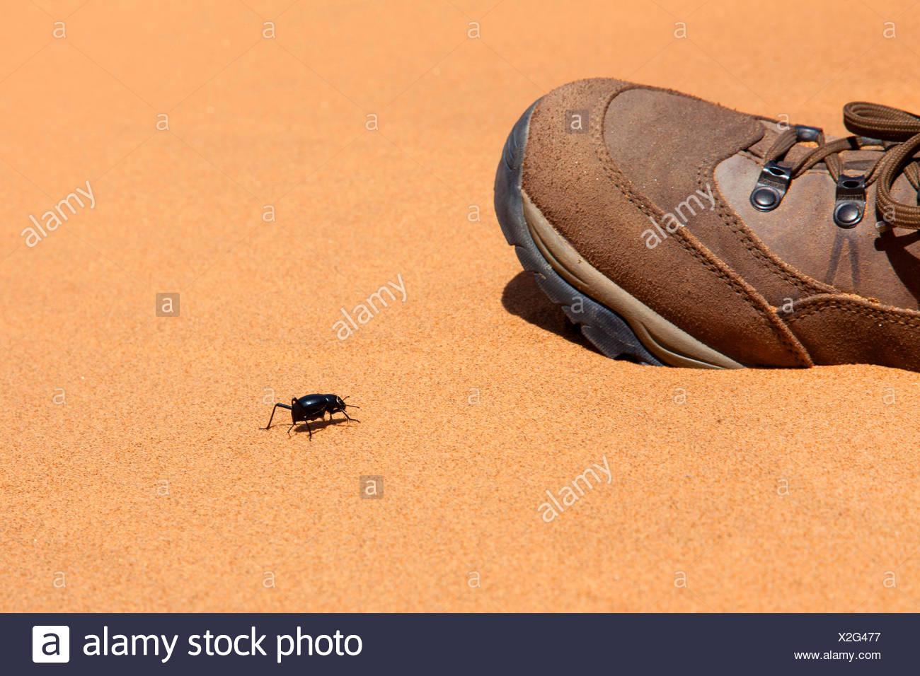 Flour Beetles High Resolution Stock Photography and Images - Alamy