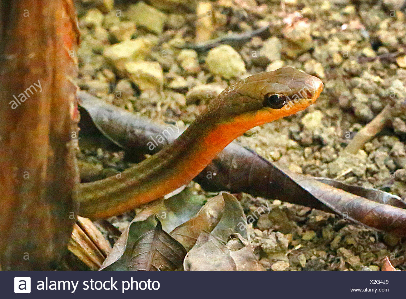 Colubrine High Resolution Stock Photography and Images - Alamy