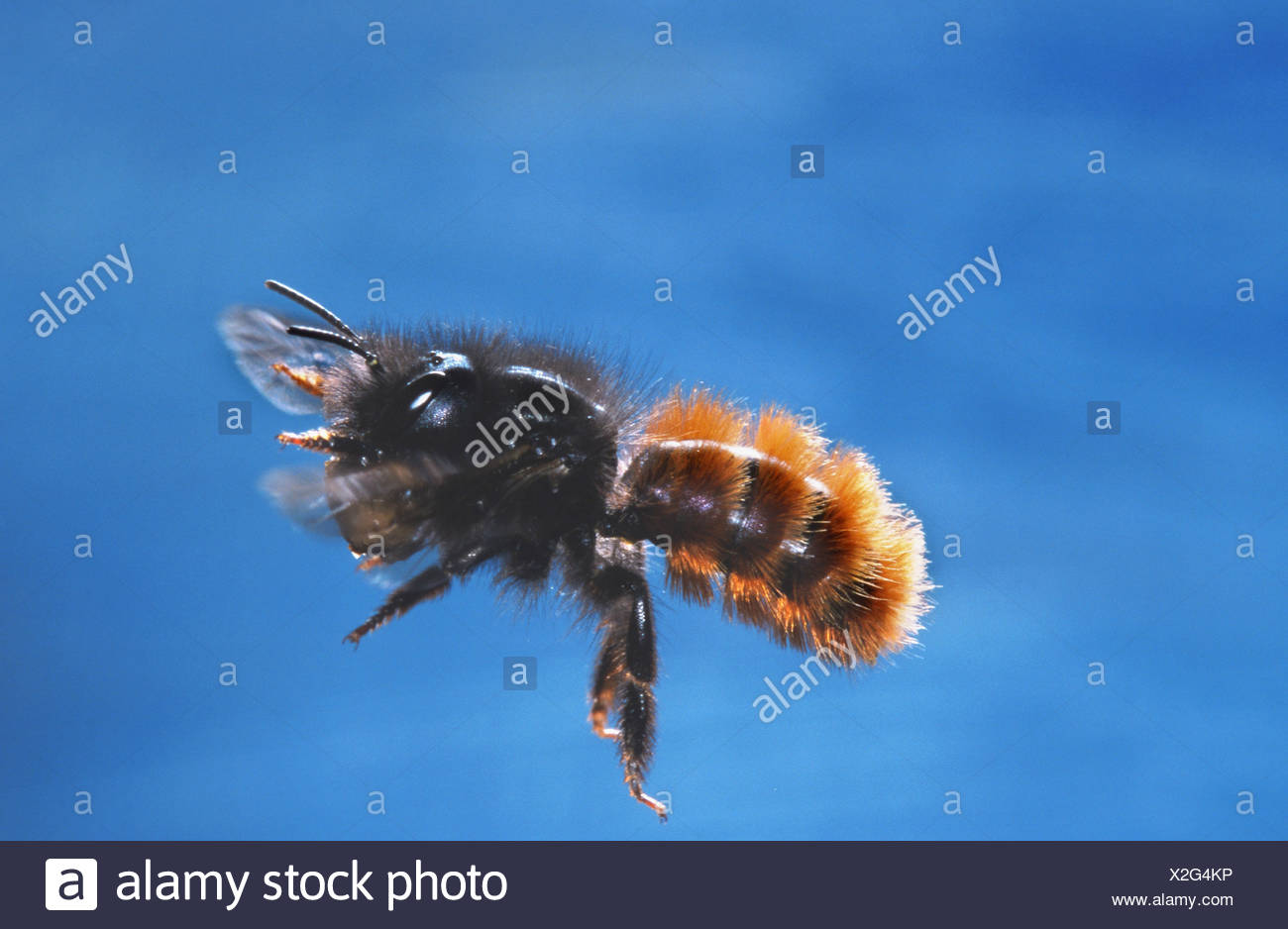 Mortar Bee Stock Photos & Mortar Bee Stock Images - Alamy