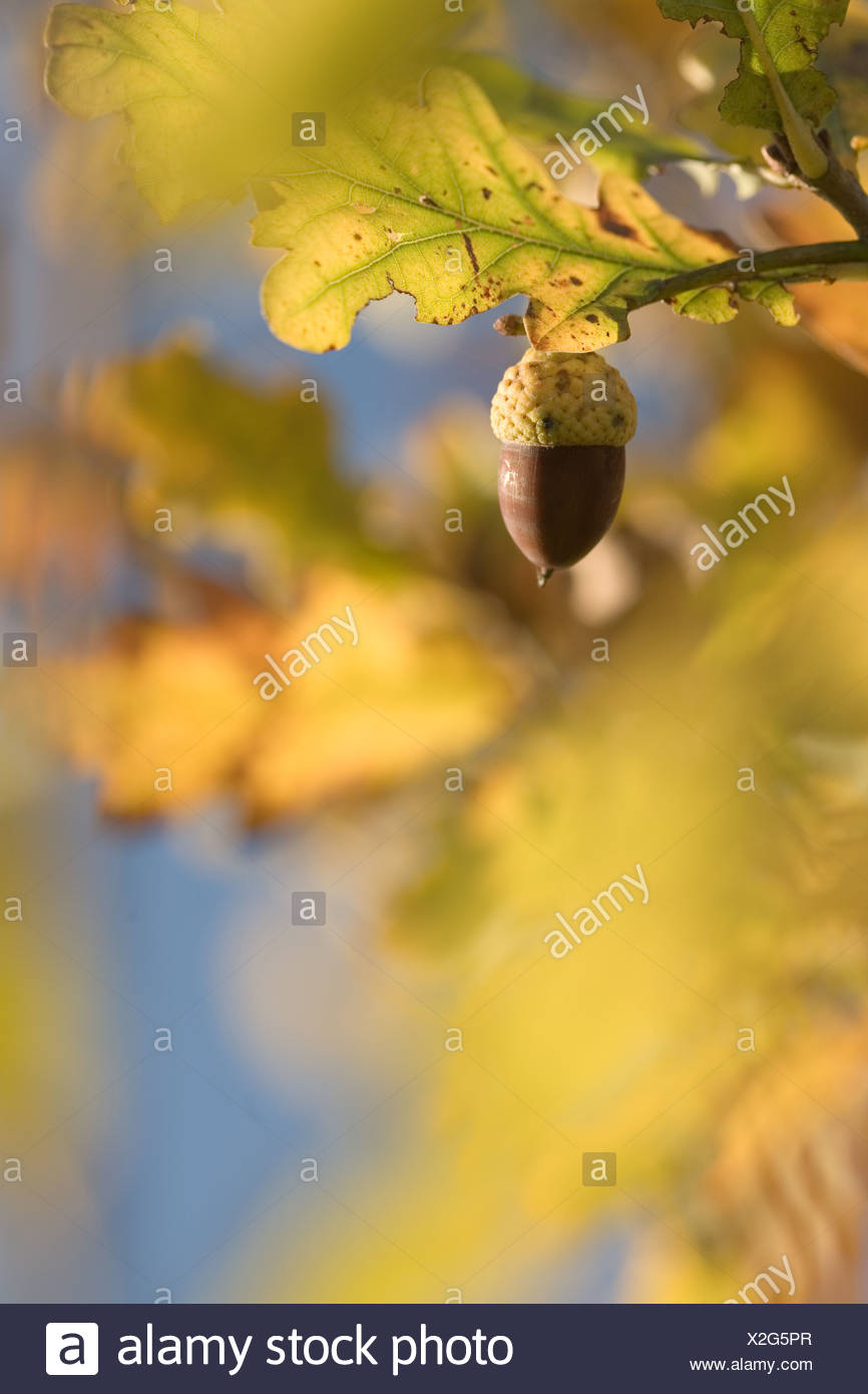 Acorns Growing On Oak Tree Stock Photos & Acorns Growing On Oak Tree ...