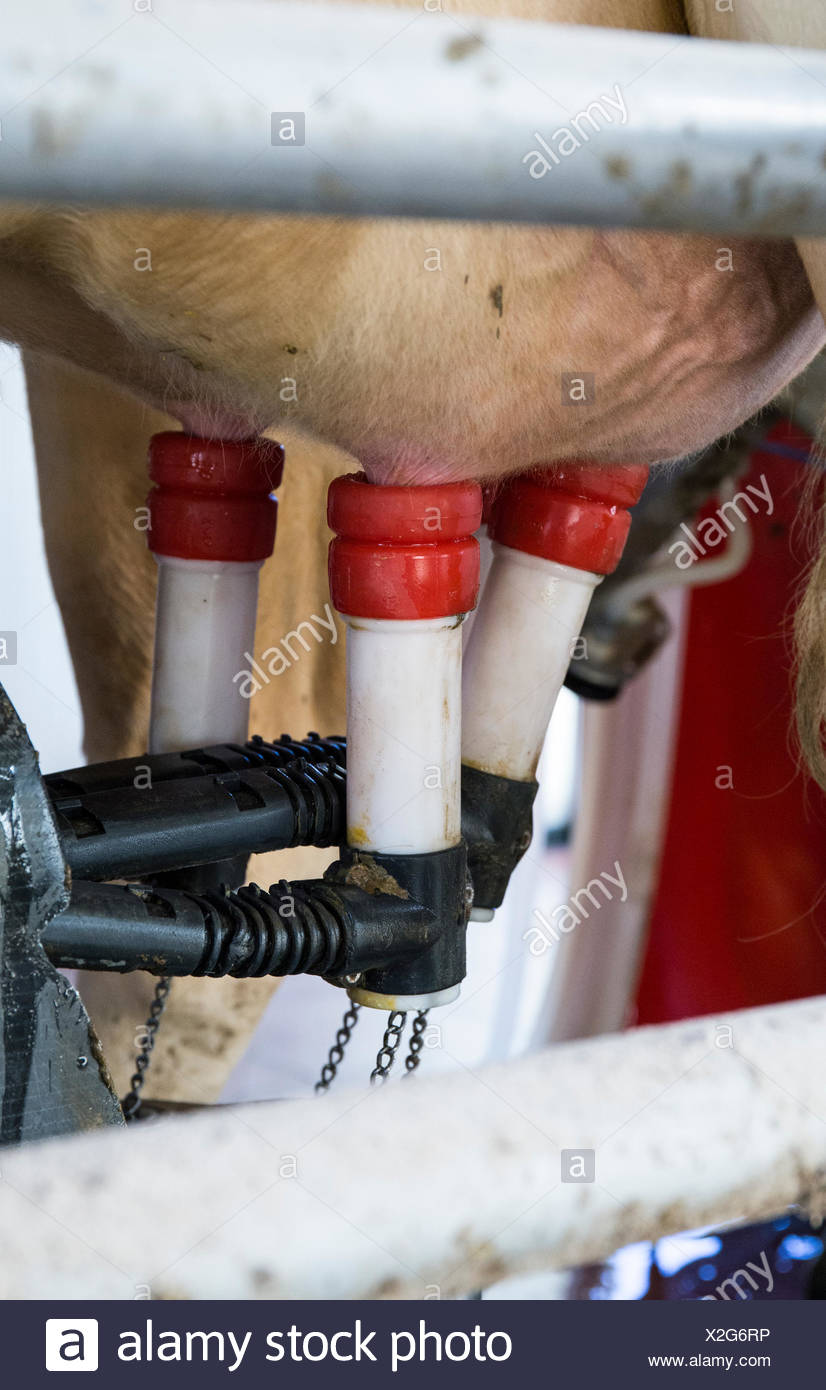 Automatic Cow Milking Machine Stock Photos & Automatic Cow Milking Machine Stock Images - Alamy