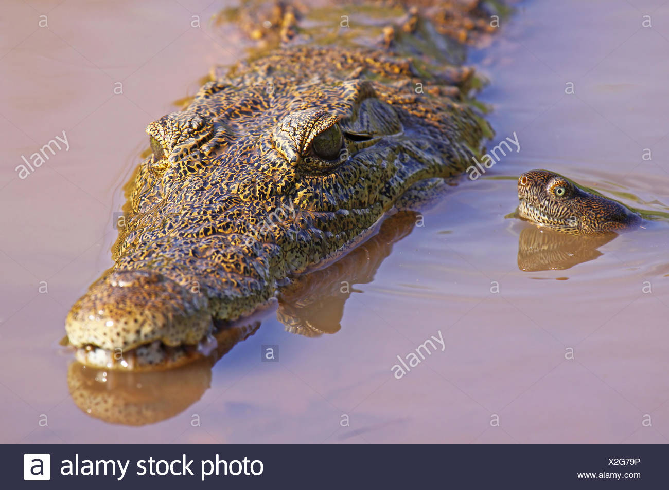 Crocodile Turtle High Resolution Stock Photography and Images - Alamy
