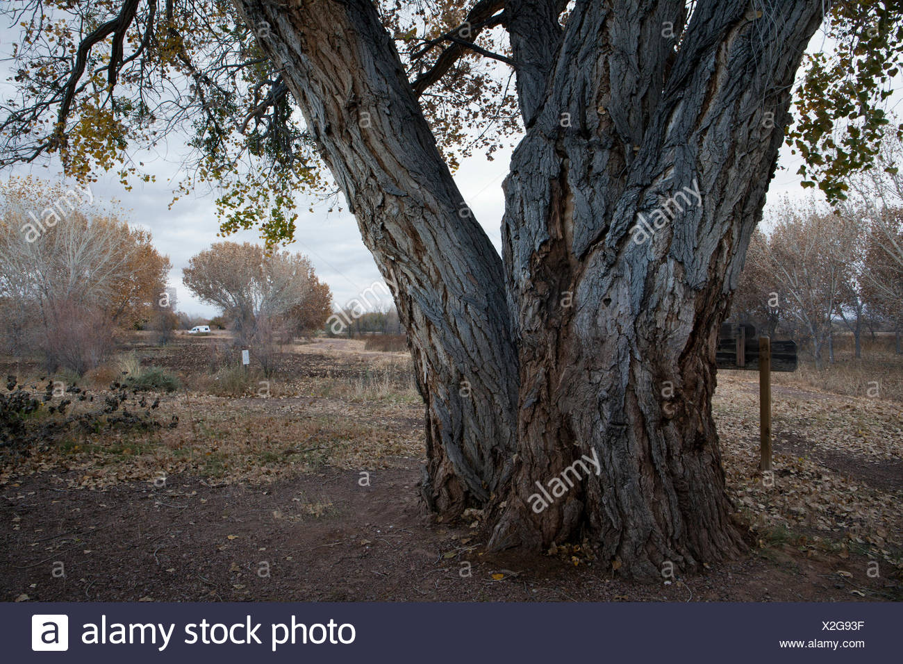 Cottonwood Tree Stock Photos & Cottonwood Tree Stock Images - Alamy