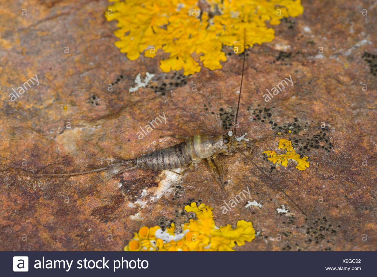 Bristletails High Resolution Stock Photography and Images - Alamy