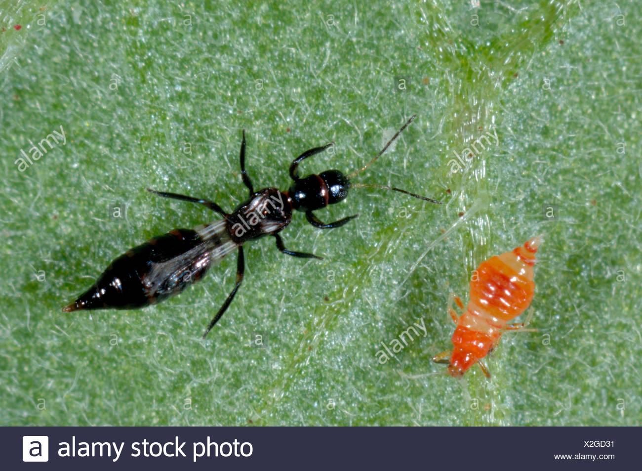 Franklinothrips Vespiformis High Resolution Stock Photography and ...