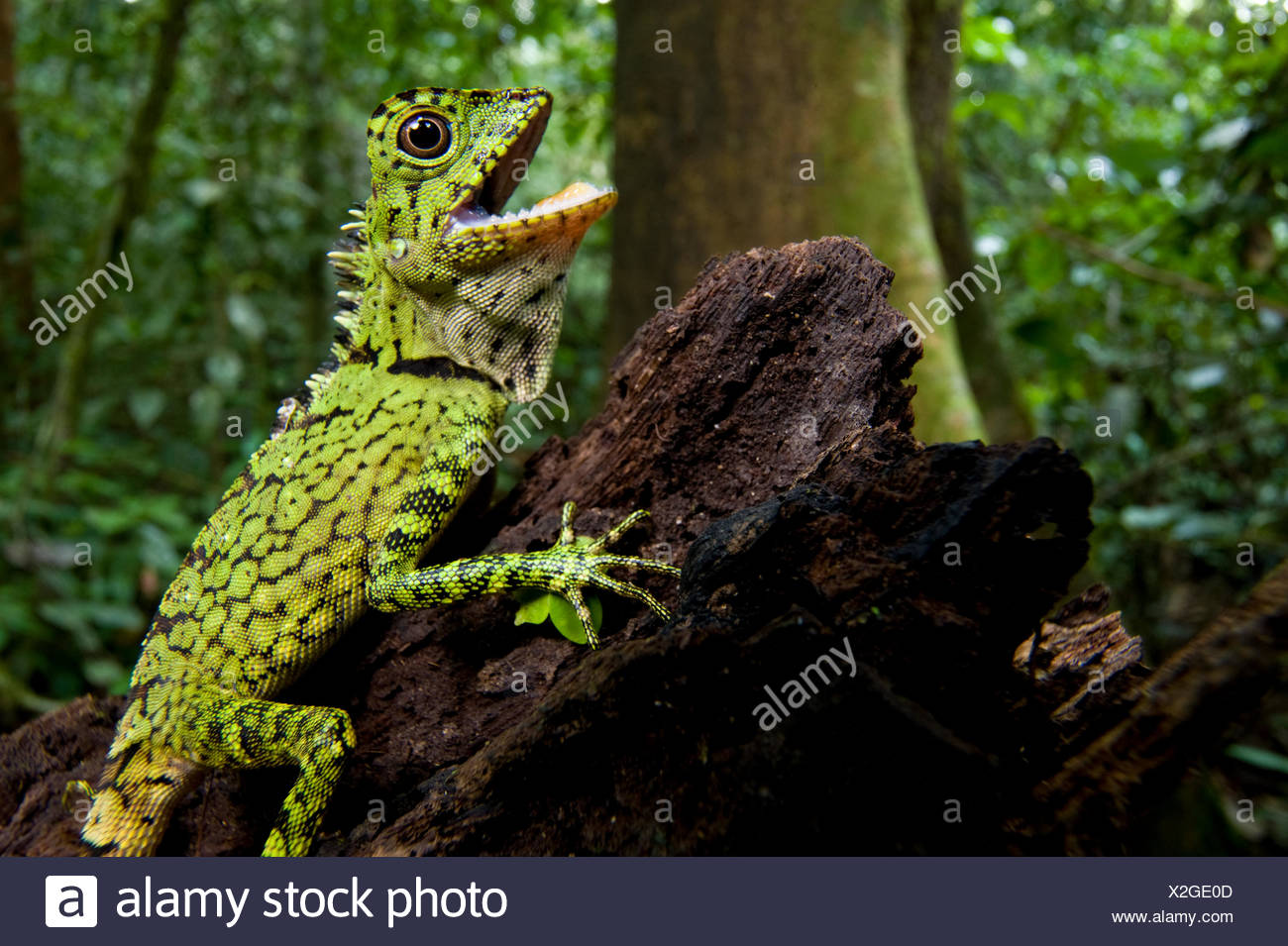 Angle Headed Dragon Gonocephalus Bornensis High Resolution Stock ...