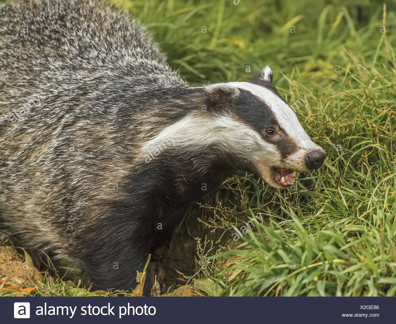 Badger Digging Stock Photos & Badger Digging Stock Images - Alamy