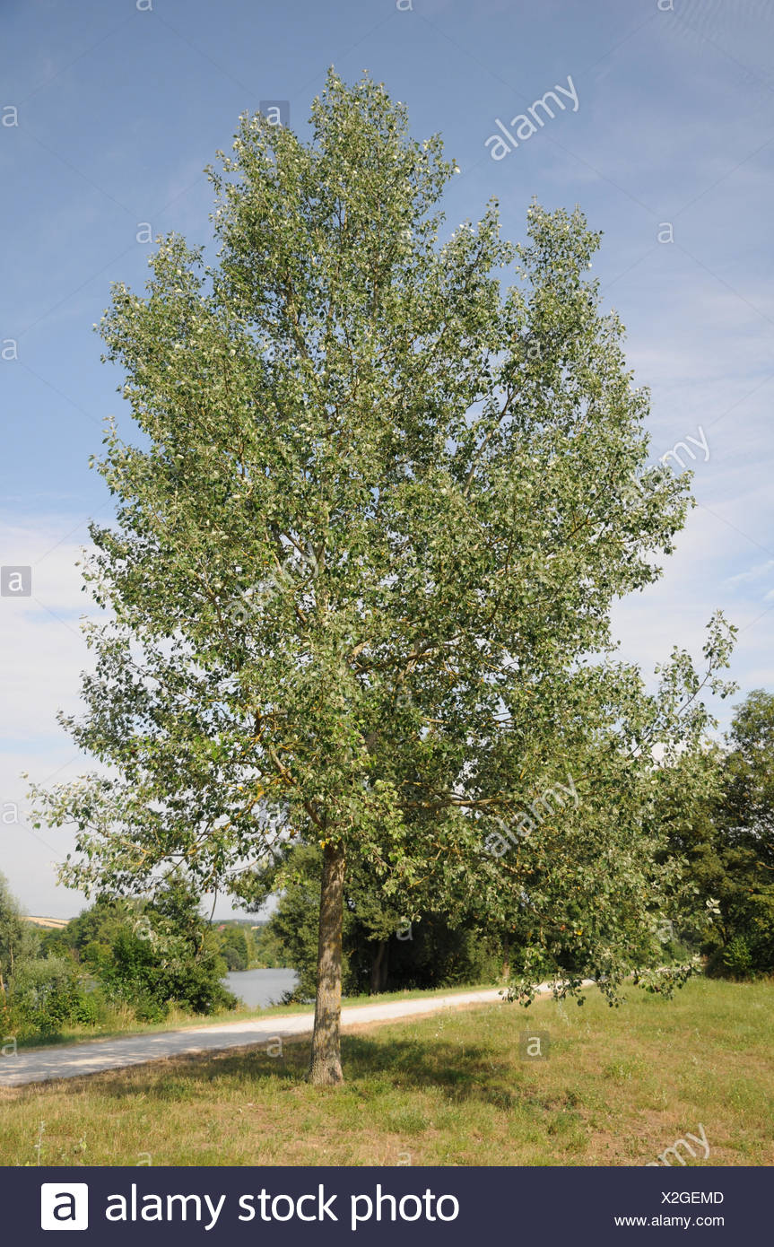 Weisspappel Silber Pappel Populus Alba High Resolution Stock ...