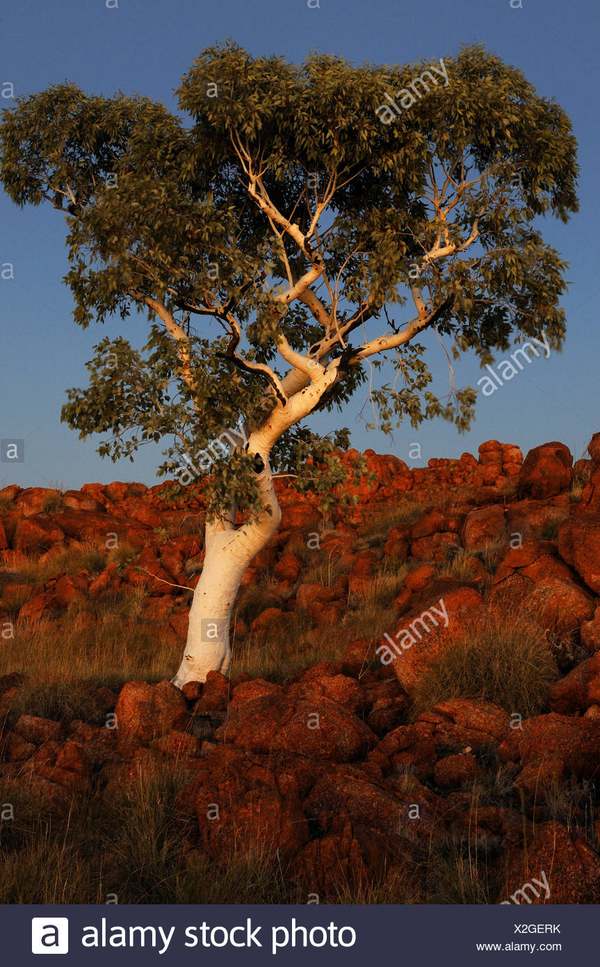 Ghost Gum Eucalyptus Papuana Stock Photos & Ghost Gum Eucalyptus ...