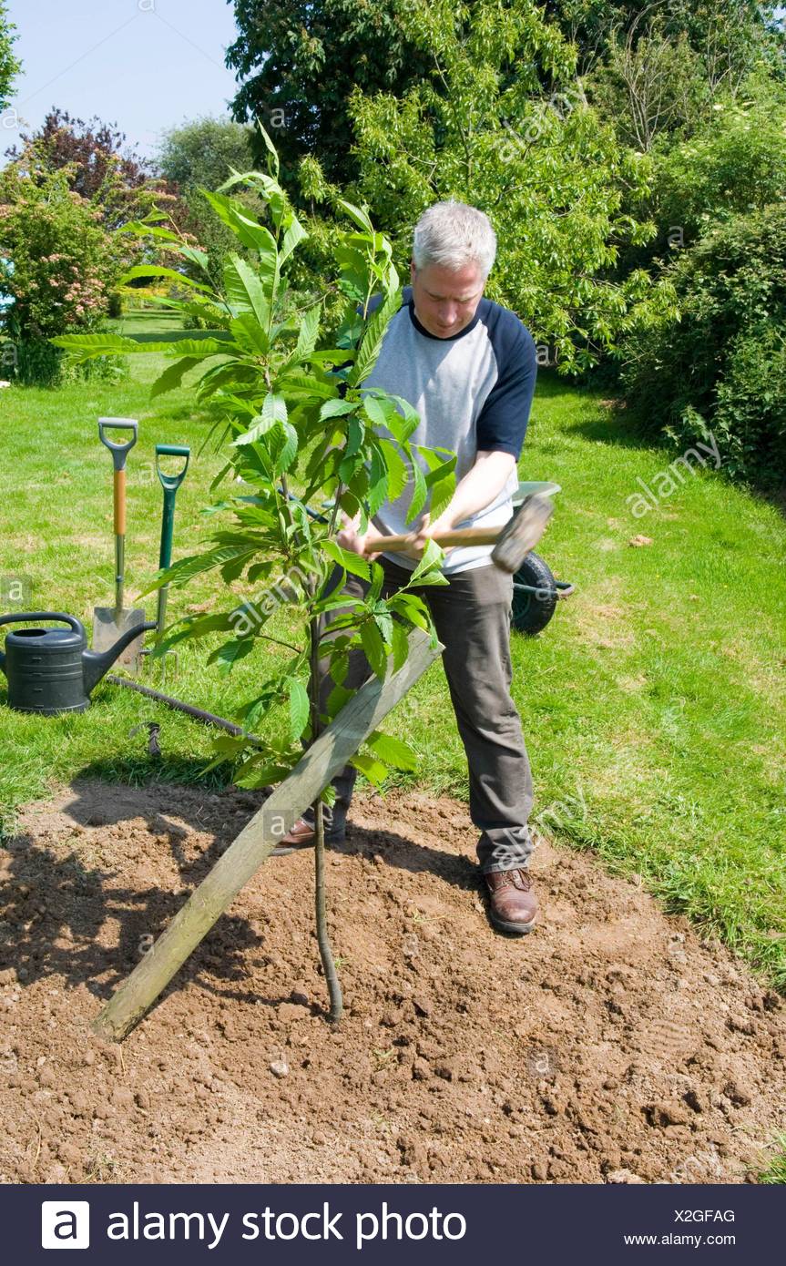 Tree Staking Stock Photos & Tree Staking Stock Images - Alamy