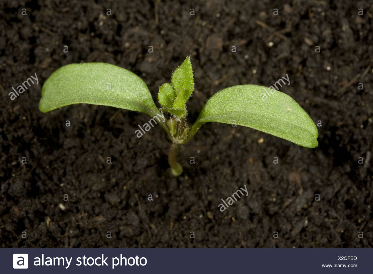 Seedling Cleavers Goosegrass High Resolution Stock Photography and ...