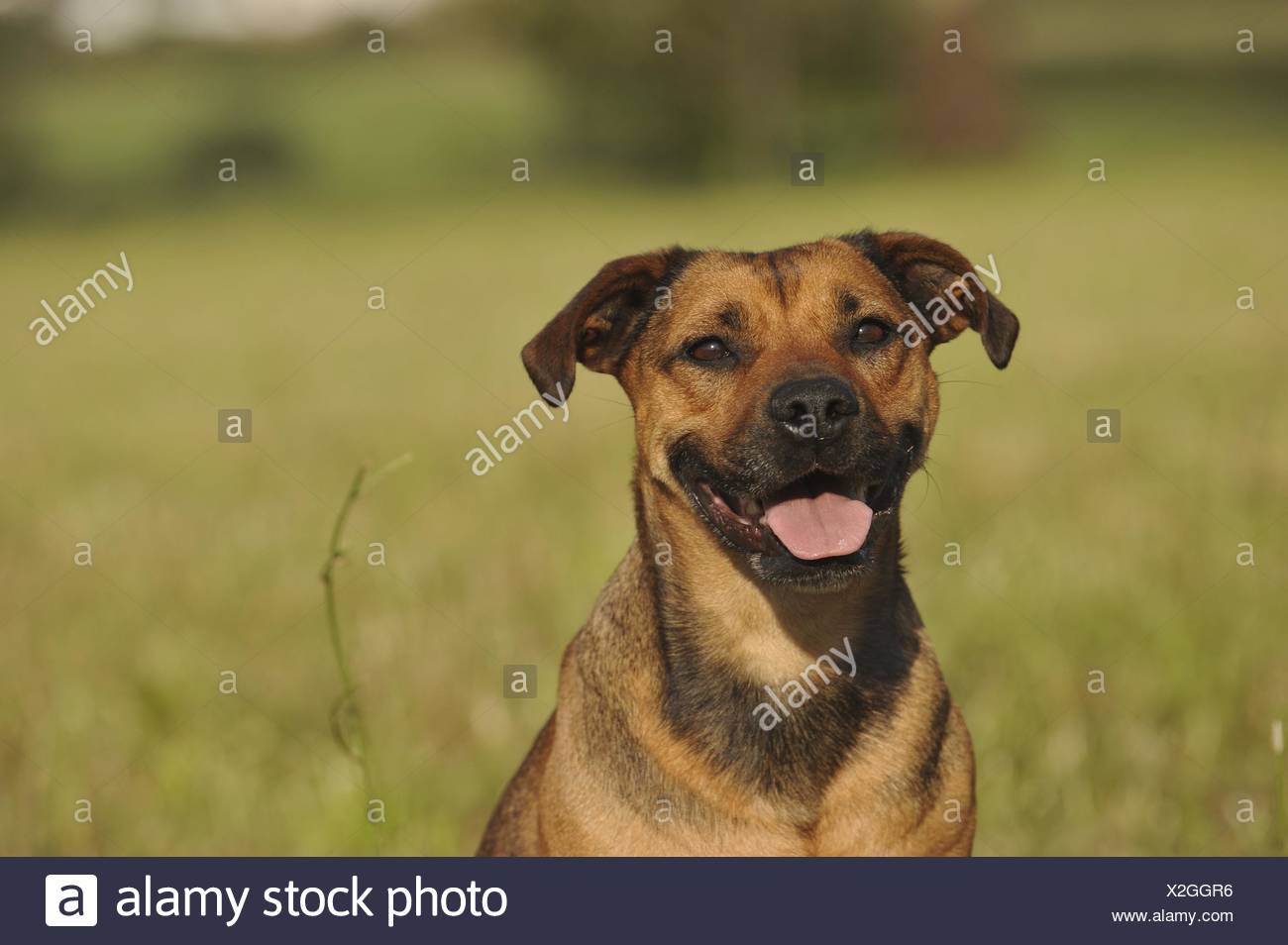 Bulldog Mongrel High Resolution Stock Photography and Images - Alamy