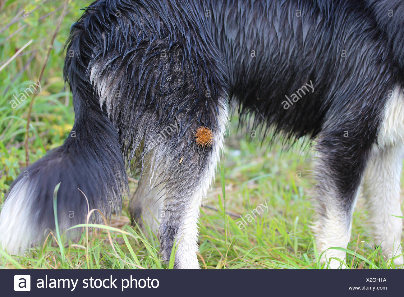 Labradormix High Resolution Stock Photography and Images - Alamy