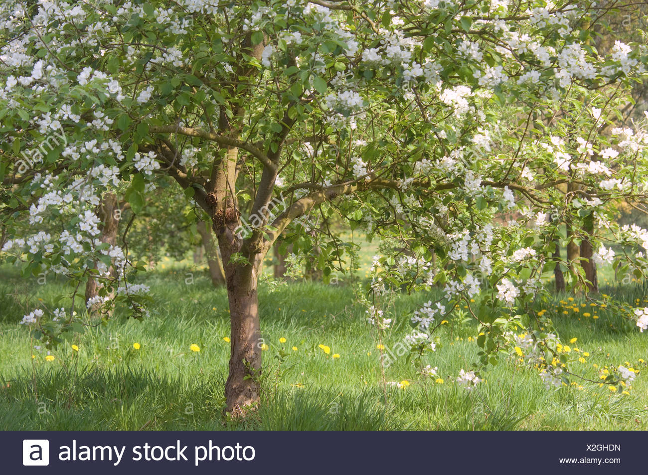 Apple Tree Malus Domestica Flowering High Resolution Stock Photography ...
