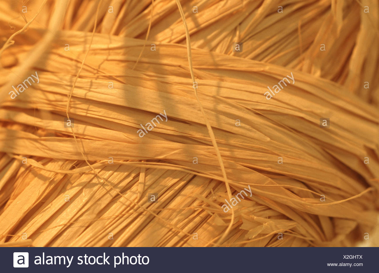 Raphia Palm High Resolution Stock Photography and Images - Alamy
