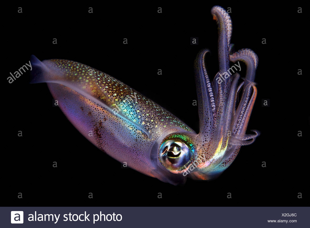 Bigfin Squid High Resolution Stock Photography and Images - Alamy