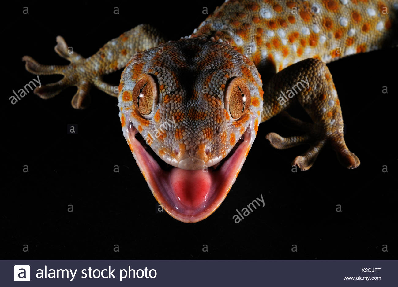 Tokay Geckos Gekko Gecko High Resolution Stock Photography and Images ...