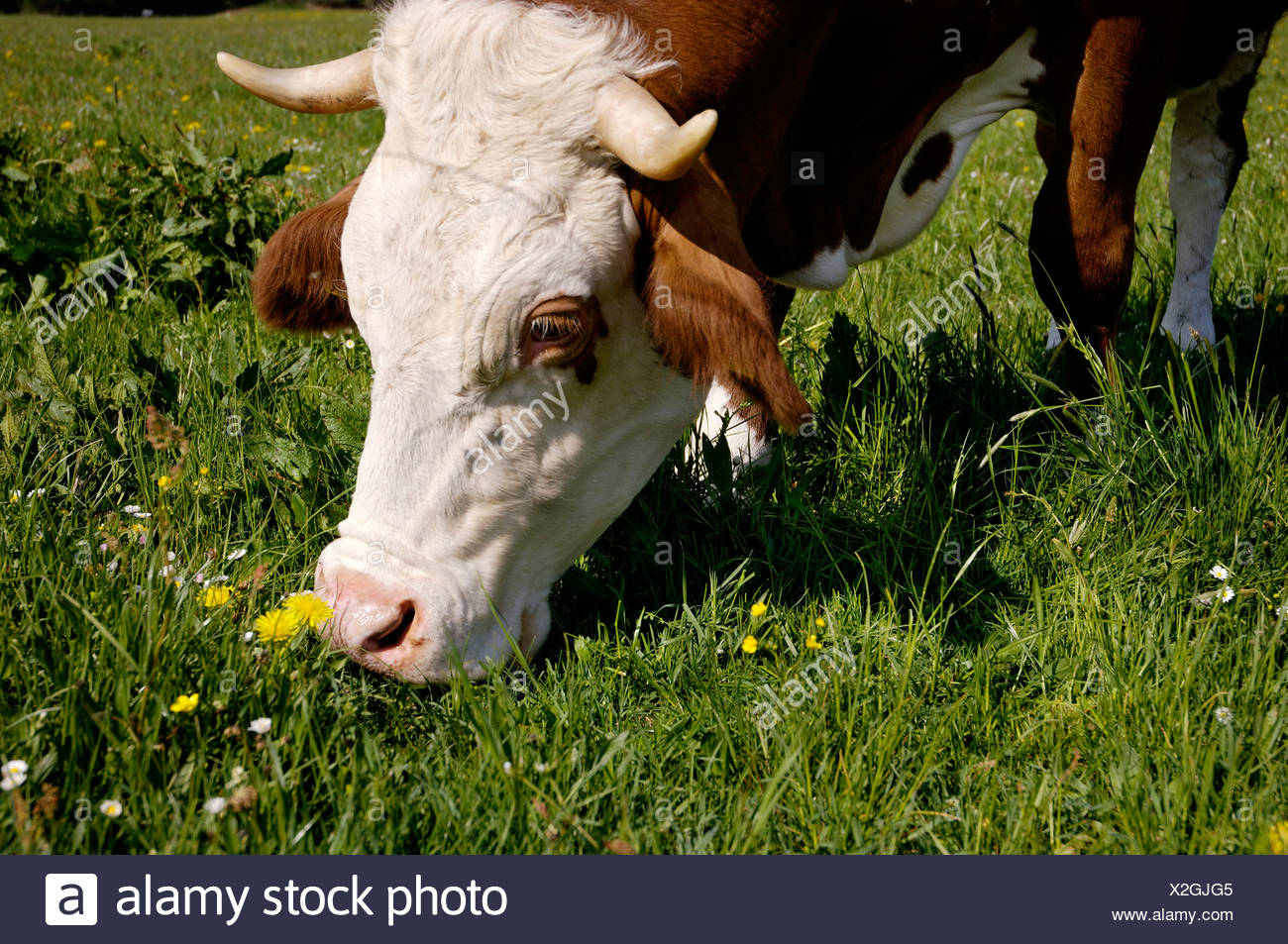 Cow Eating Grass Stock Photos & Cow Eating Grass Stock Images - Alamy
