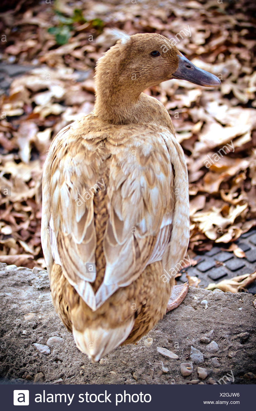 Khaki Campbell Duck High Resolution Stock Photography and Images - Alamy