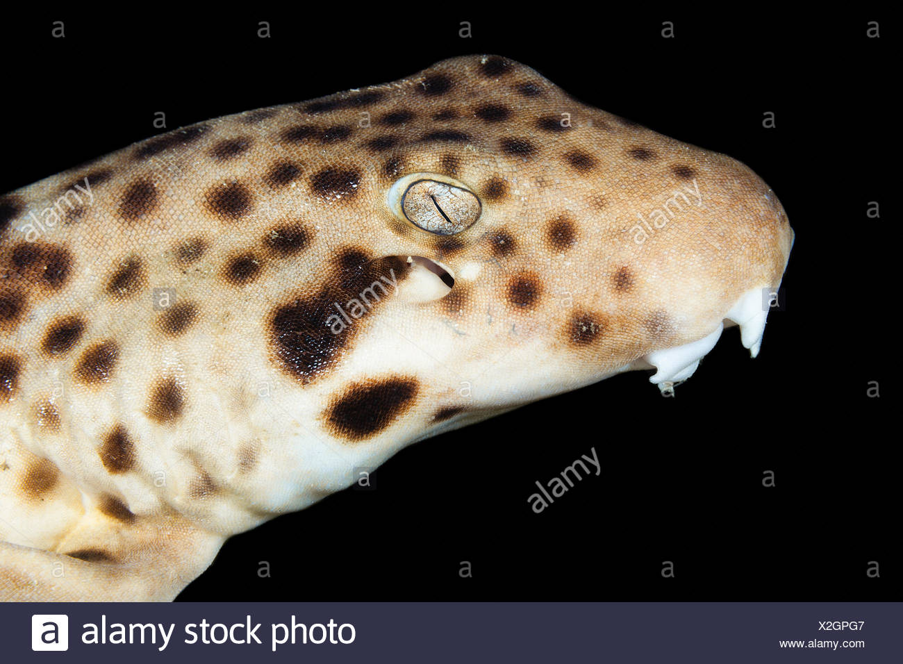 Longtail Carpet Shark High Resolution Stock Photography and Images - Alamy