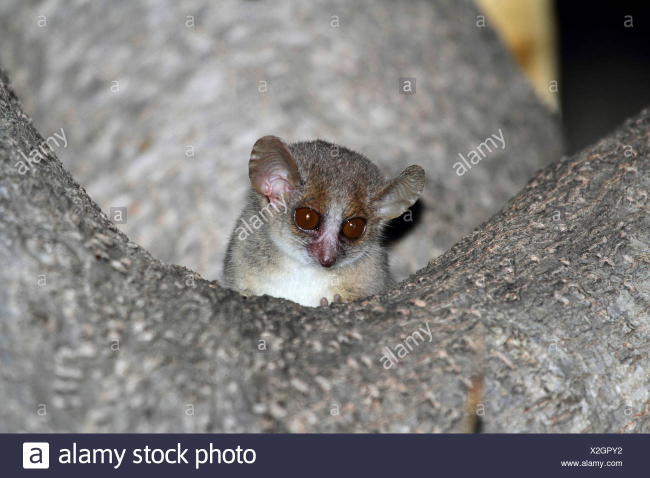 Crotch Shot Stock Photos & Crotch Shot Stock Images - Alamy