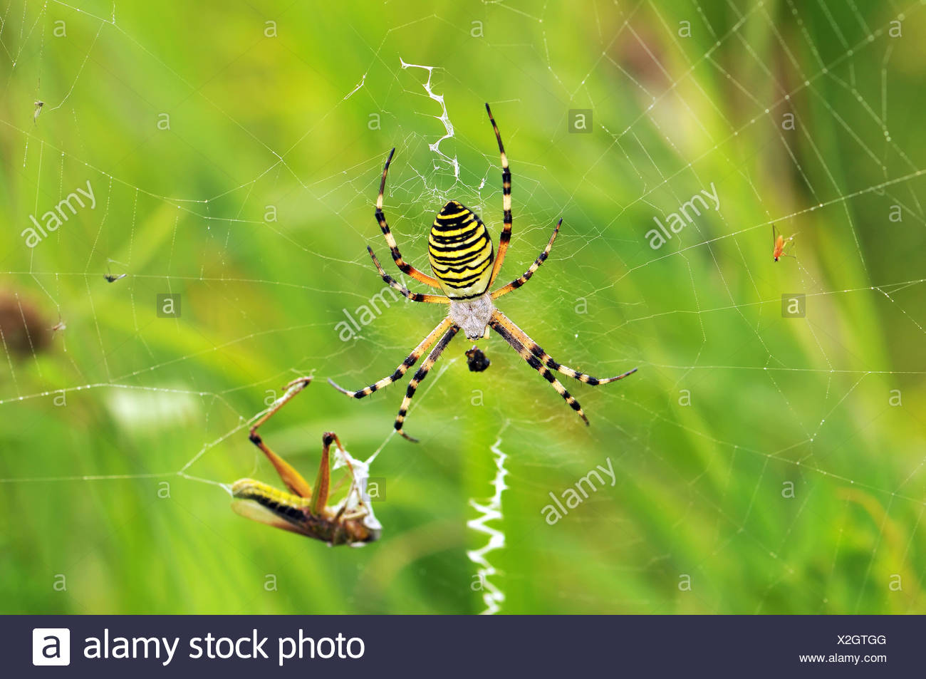 Tiger Spiders High Resolution Stock Photography and Images - Alamy