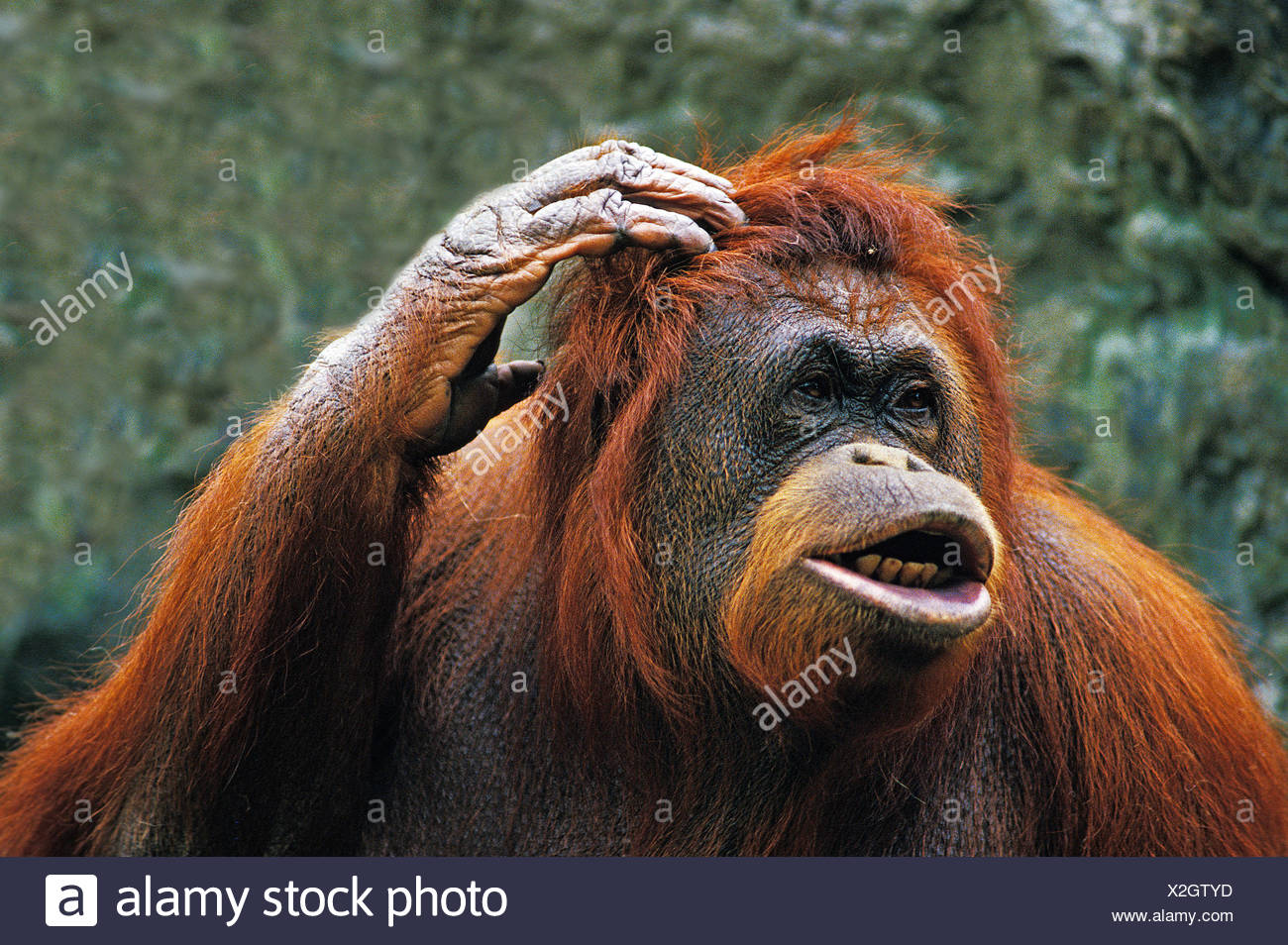 Ape Scratching Head High Resolution Stock Photography and Images - Alamy