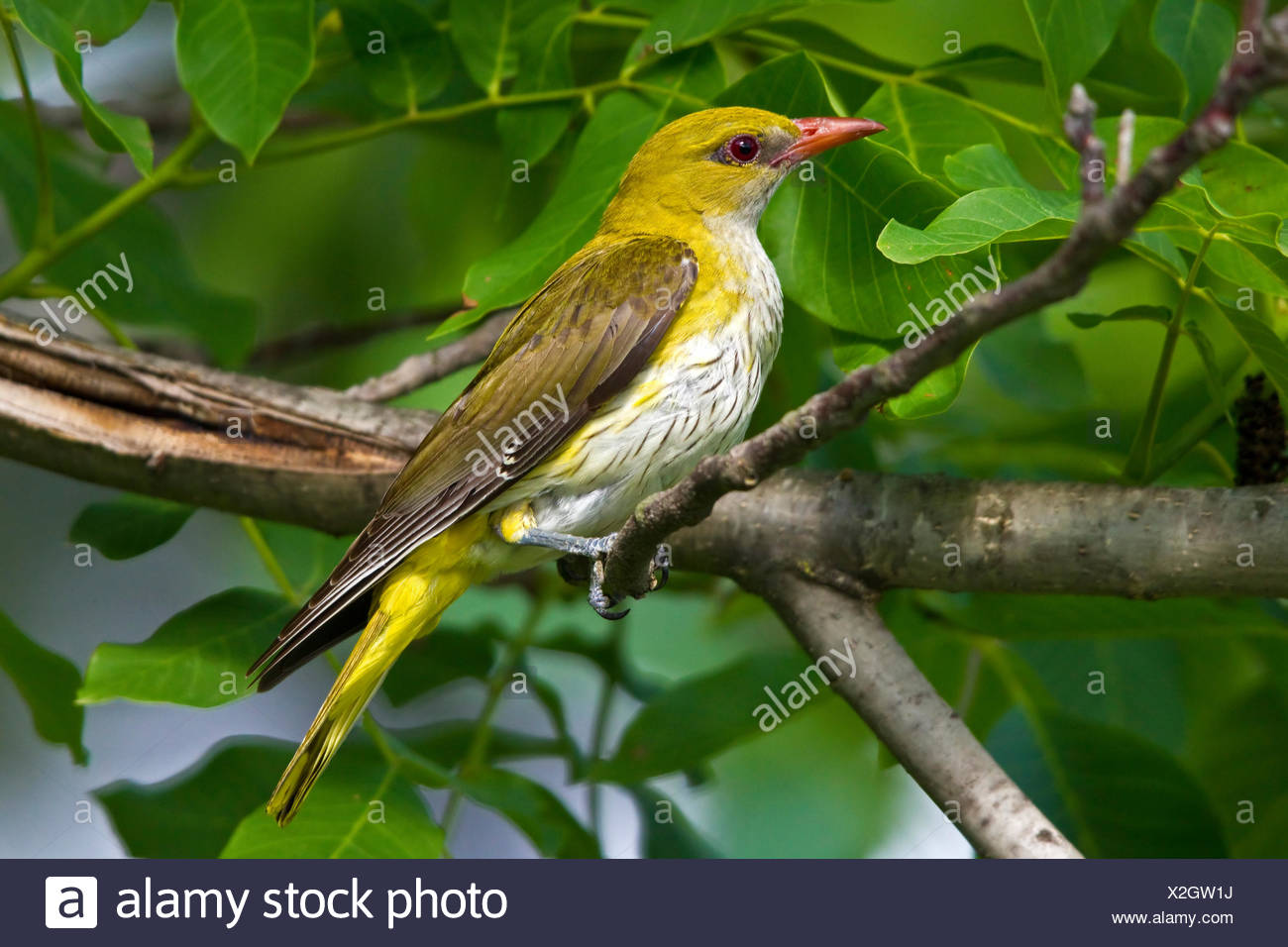 Female Oriole High Resolution Stock Photography and Images - Alamy