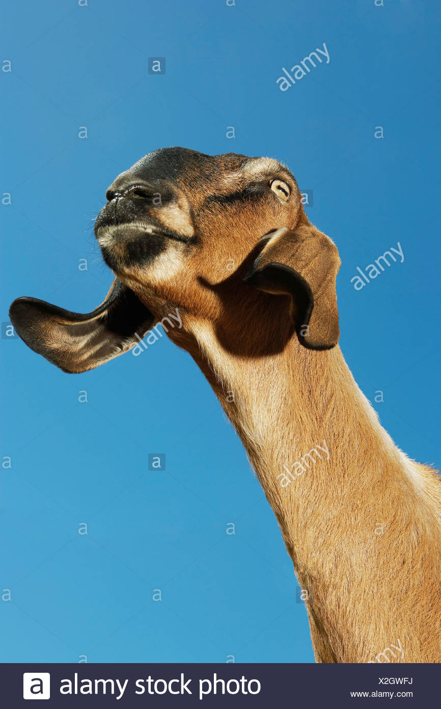 Lop Eared Goat Stock Photos & Lop Eared Goat Stock Images - Alamy