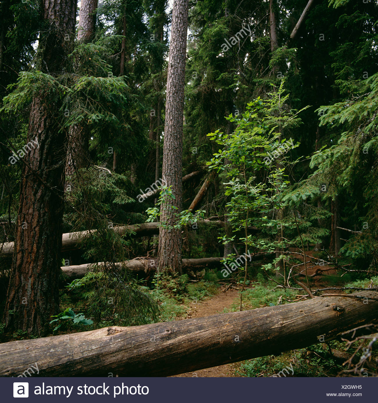 Fallen Tree Forest High Resolution Stock Photography and Images - Alamy