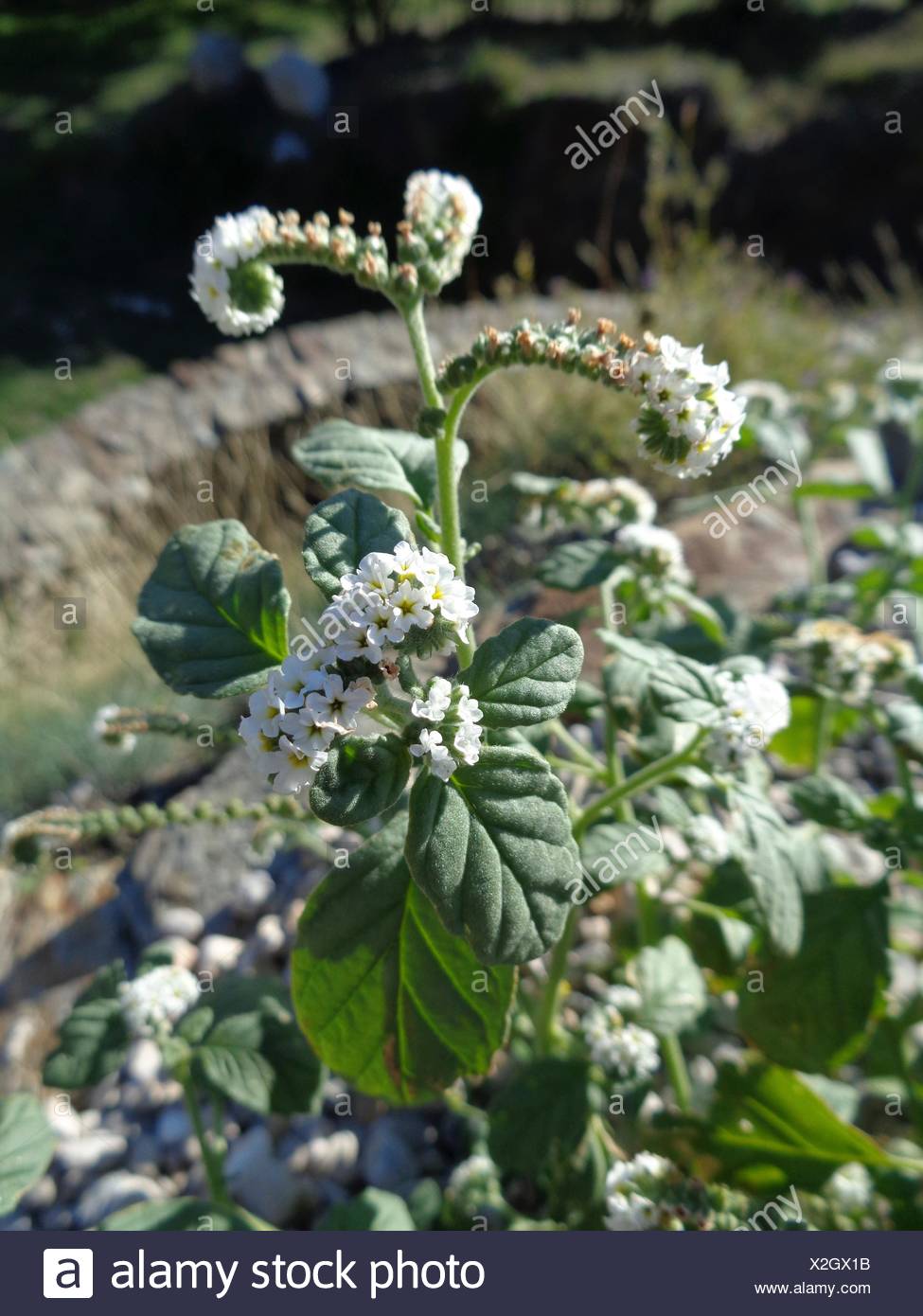 Turnsole High Resolution Stock Photography and Images - Alamy