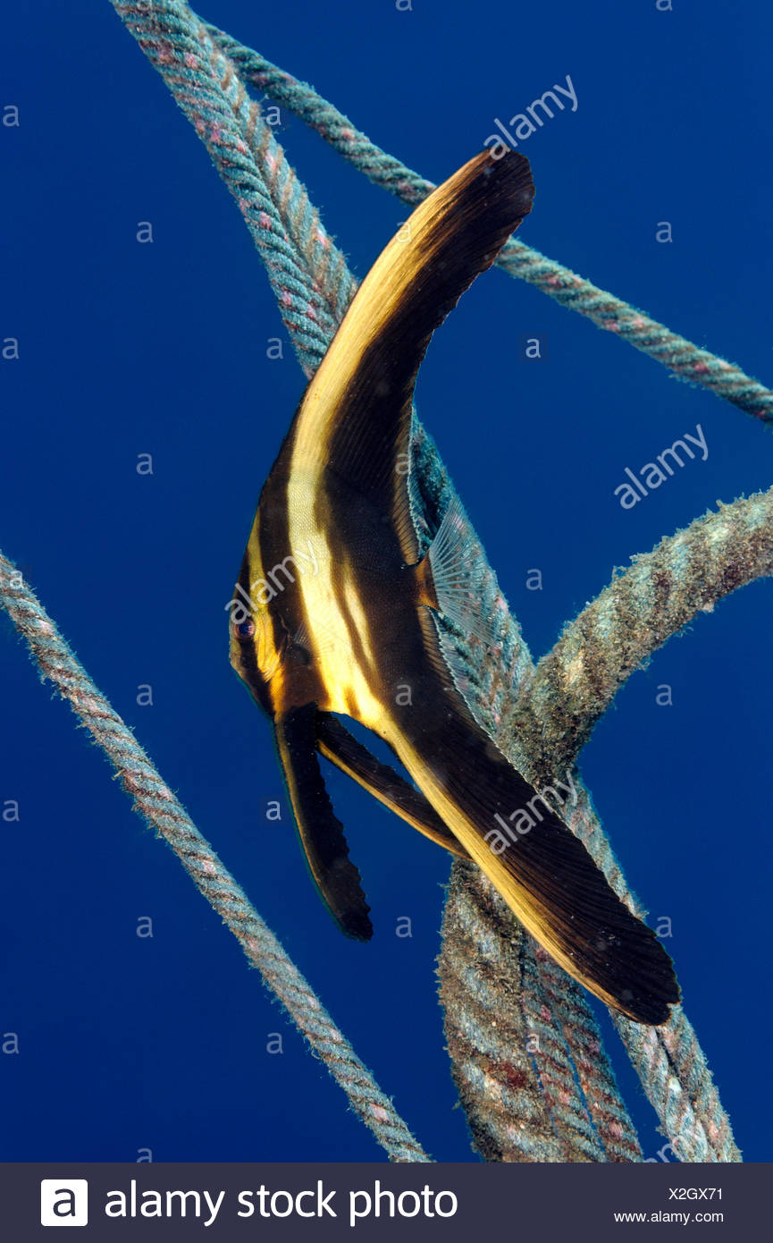 Long Fin Fish High Resolution Stock Photography and Images - Alamy