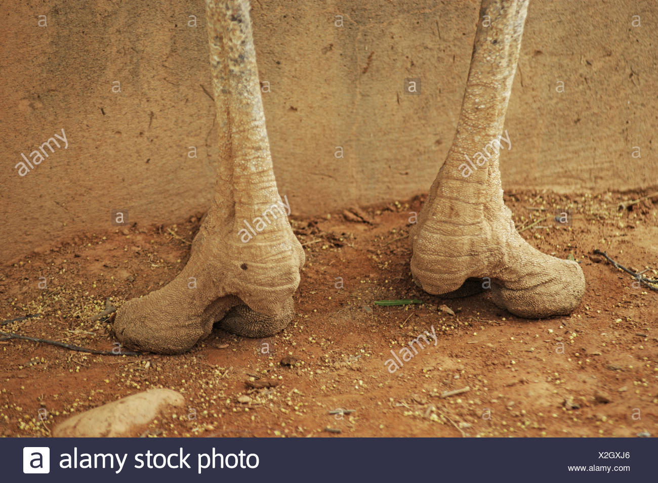 Emu Legs High Resolution Stock Photography and Images - Alamy