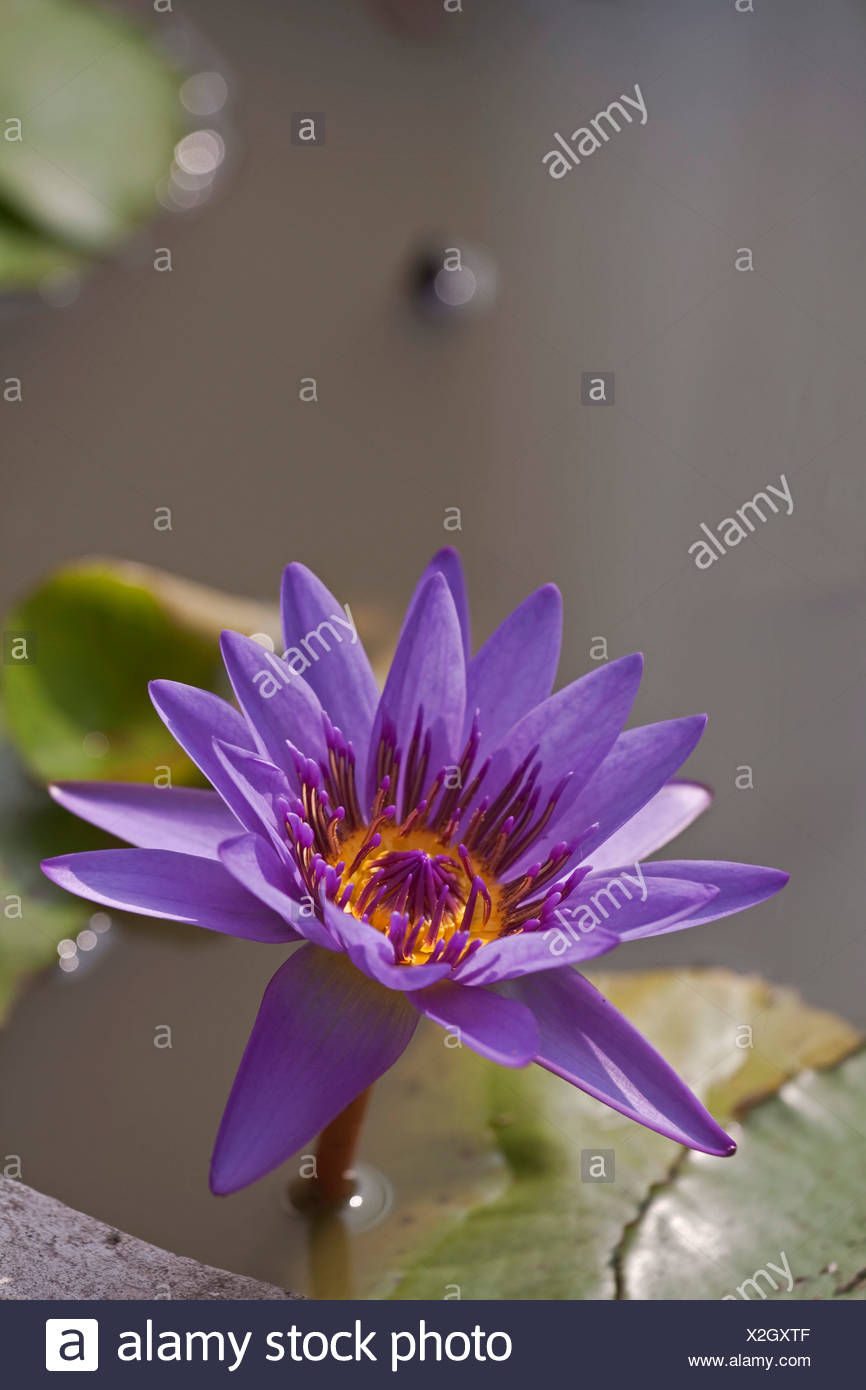 Purple Water Lilies Nymphaea High Resolution Stock Photography and ...