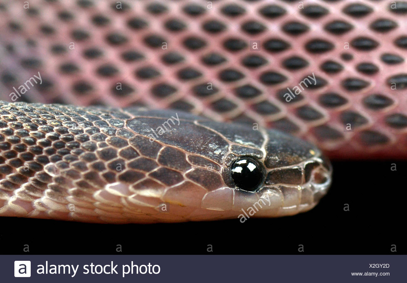 File Snake High Resolution Stock Photography and Images - Alamy