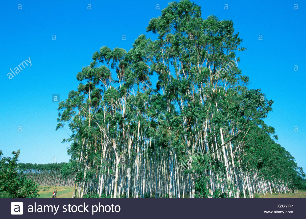Eucalyptus Plantation Africa High Resolution Stock Photography and ...