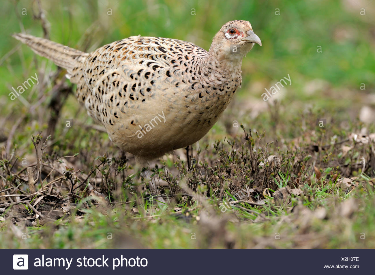 Ring Necked Pheasants High Resolution Stock Photography and Images - Alamy