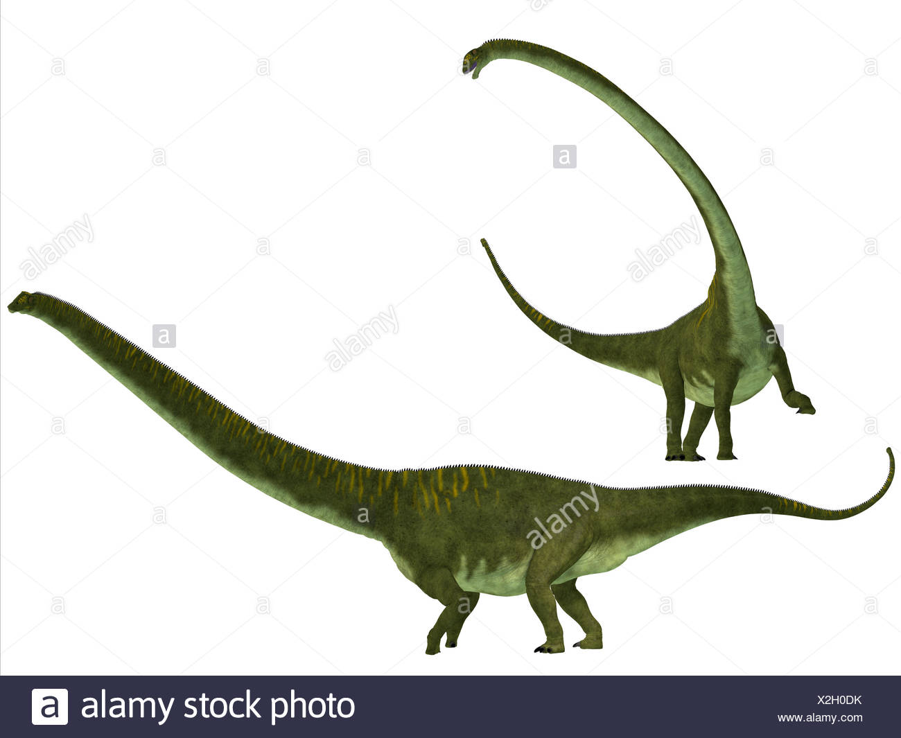 Mamenchisaurus Stock Photos & Mamenchisaurus Stock Images - Alamy