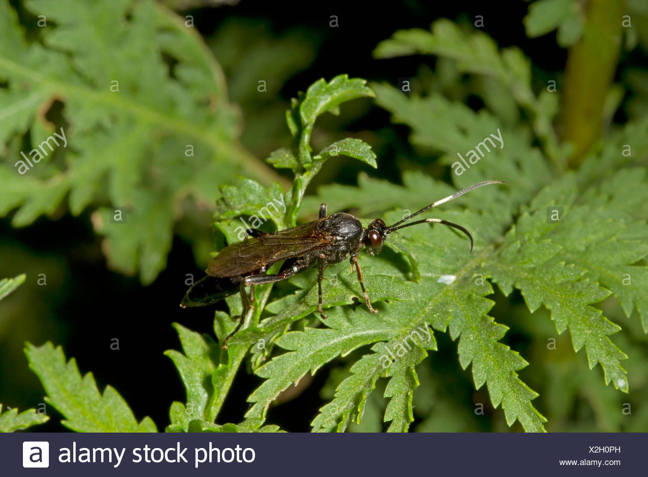Ichneumon Fly Stock Photos & Ichneumon Fly Stock Images - Alamy