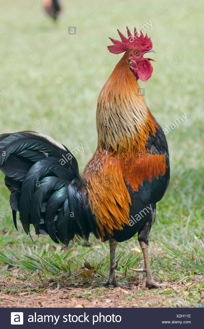 Rooster Crowing Stock Photos & Rooster Crowing Stock Images - Alamy